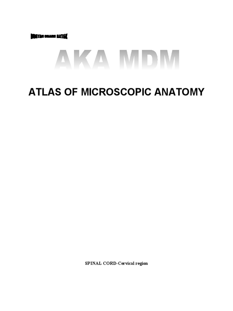 Atlas of Microscopic Anatomy Inter | PDF | Spinal Cord | Cerebellum