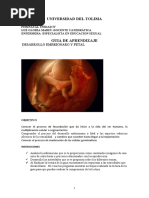 Origen Embrionario de Los Tejidos | PDF | Embrión | Biología del desarrollo