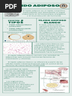 Triptico de Tejido Adiposo | PDF | Tejido adiposo | Anatomía