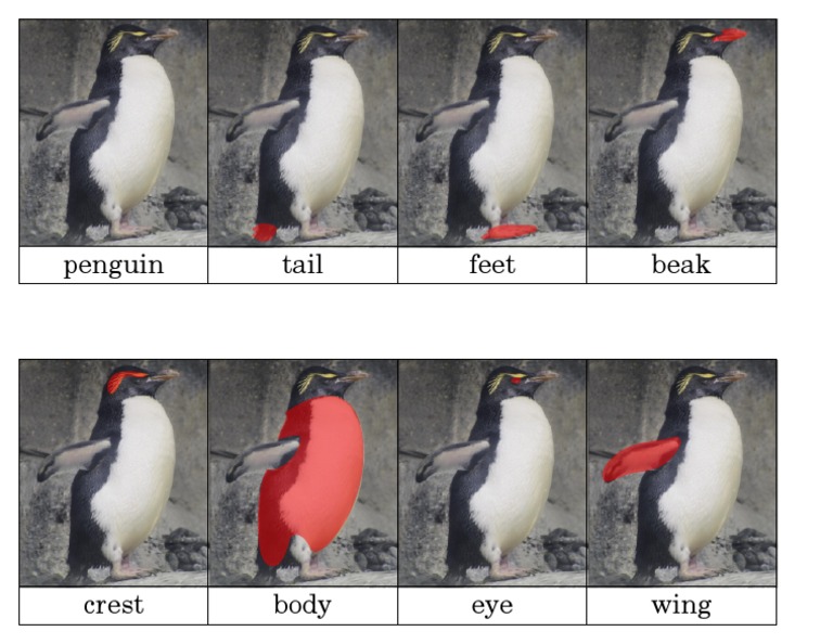 Penguin Nomenclature Cards | PDF