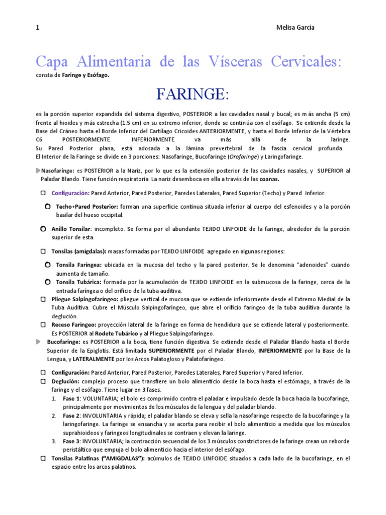 Anatomia de Faringe, Esofago y Estómago | PDF | Estómago | Laringe