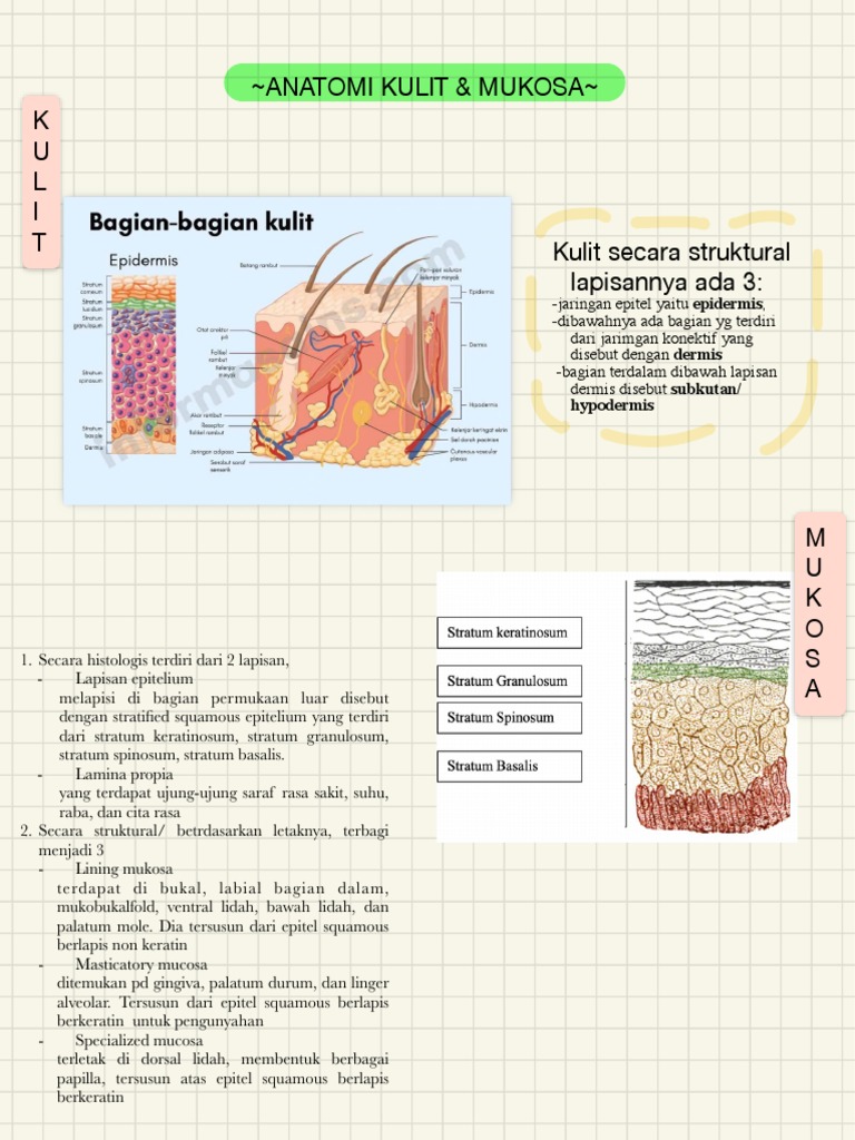 Anatomi Mukosa | PDF