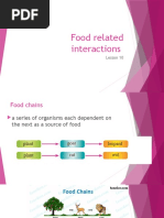 Daintree Rainforest Food Web Overview | PDF
