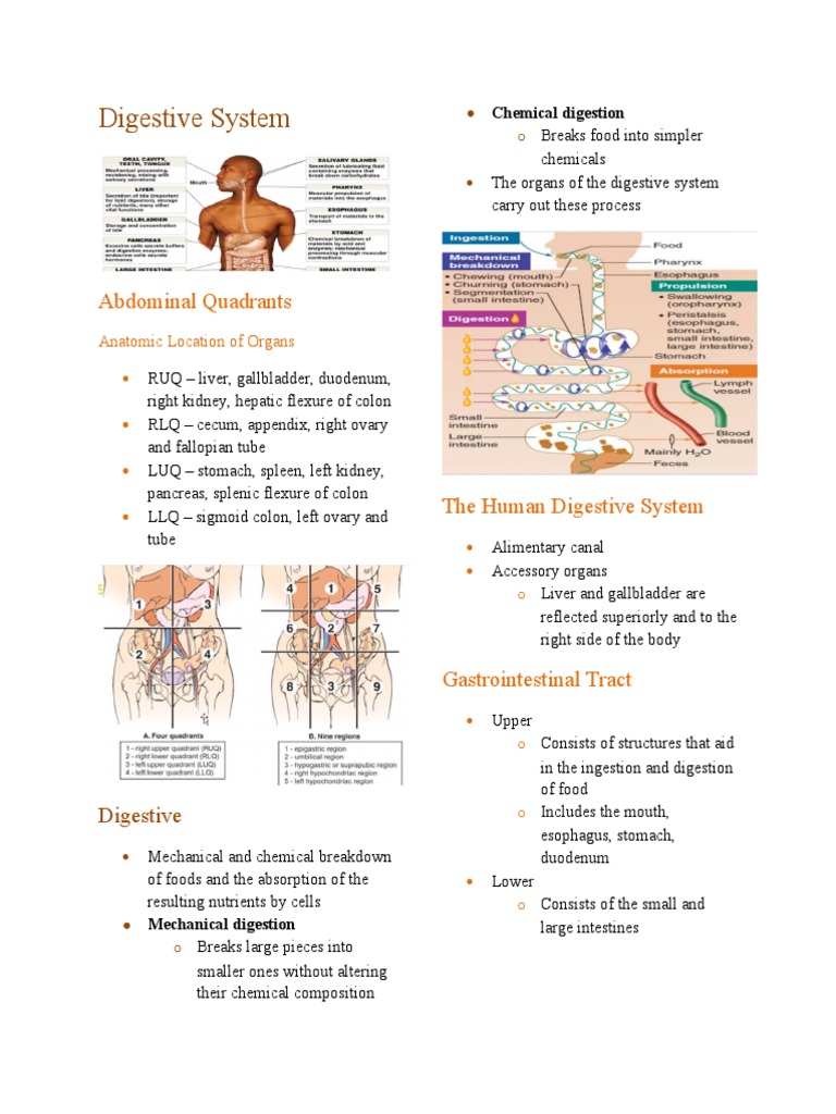 Digestive System: Abdominal Quadrants | PDF | Gastrointestinal Tract ...