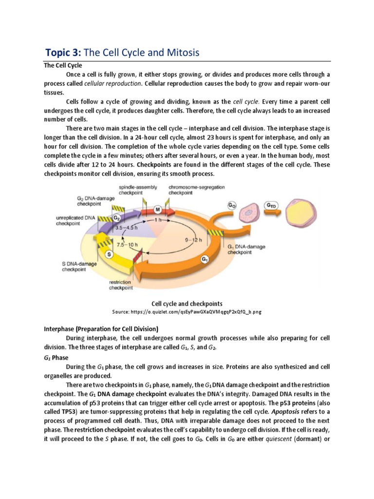 The Cell Cycle and Mitosis - Learning Material | PDF | Mitosis | Cell Cycle