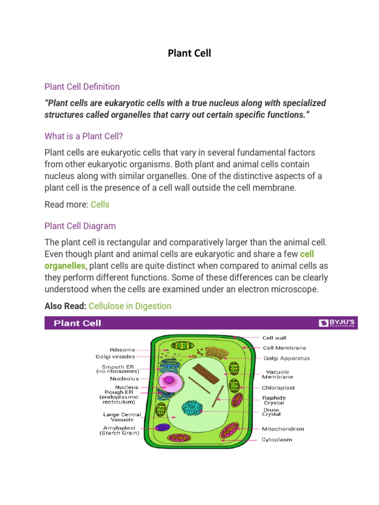 Plant Cell and Animal Cell | PDF | Cell (Biology) | Chloroplast