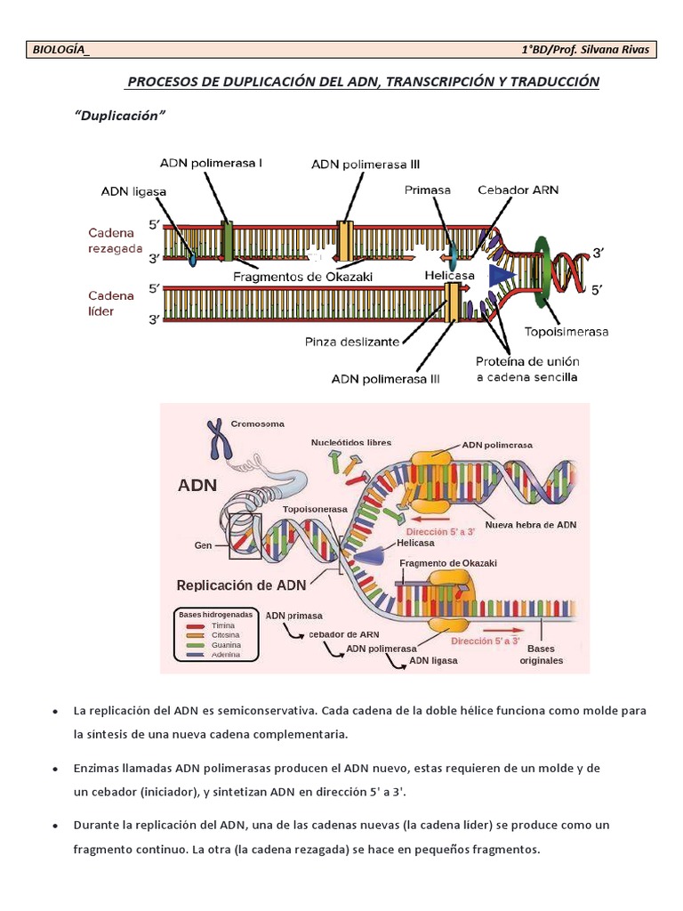 Duplicacion Transcripcion y Traduccion Adn | PDF | Rna | Adn