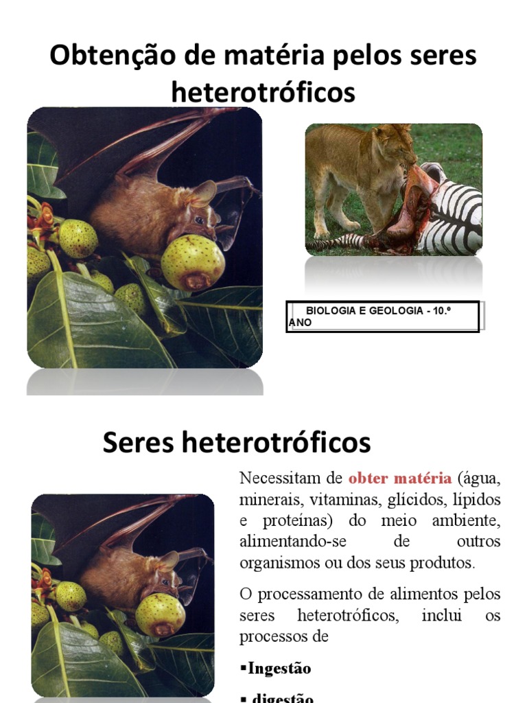4 - Obtenção de Matéria - Heterotrofia | PDF | Osmose | Retículo ...