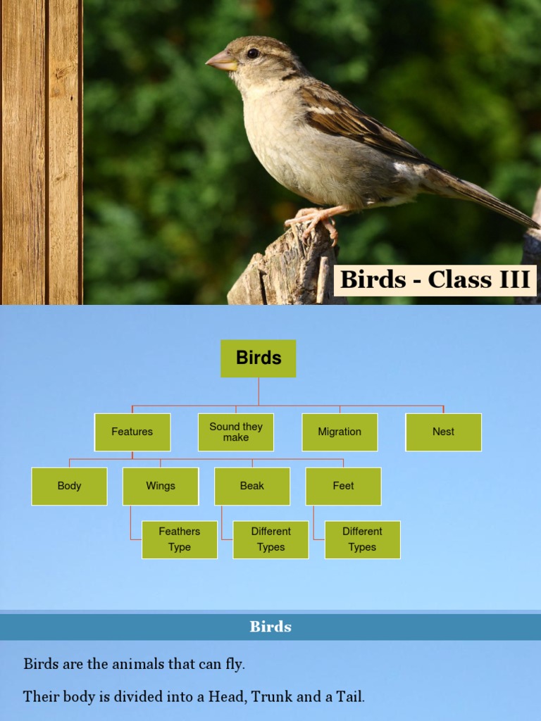 Birds Quiz | PDF | Beak | Birds