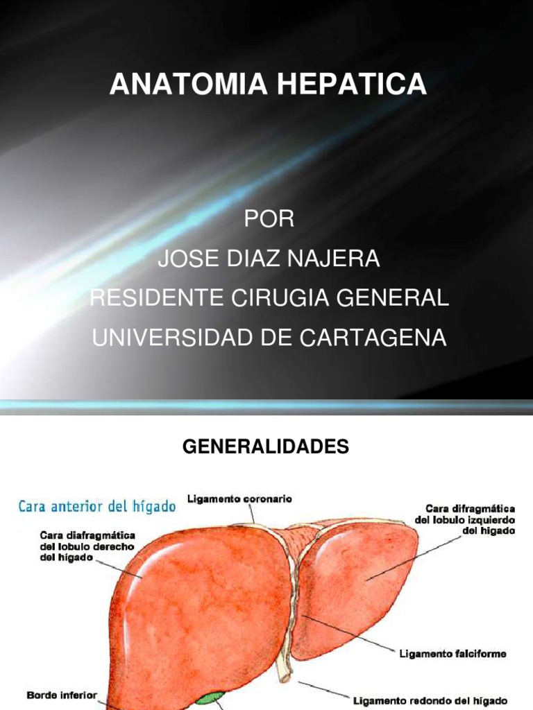 Anatomia Hepatica | PDF | Hígado | Zoología