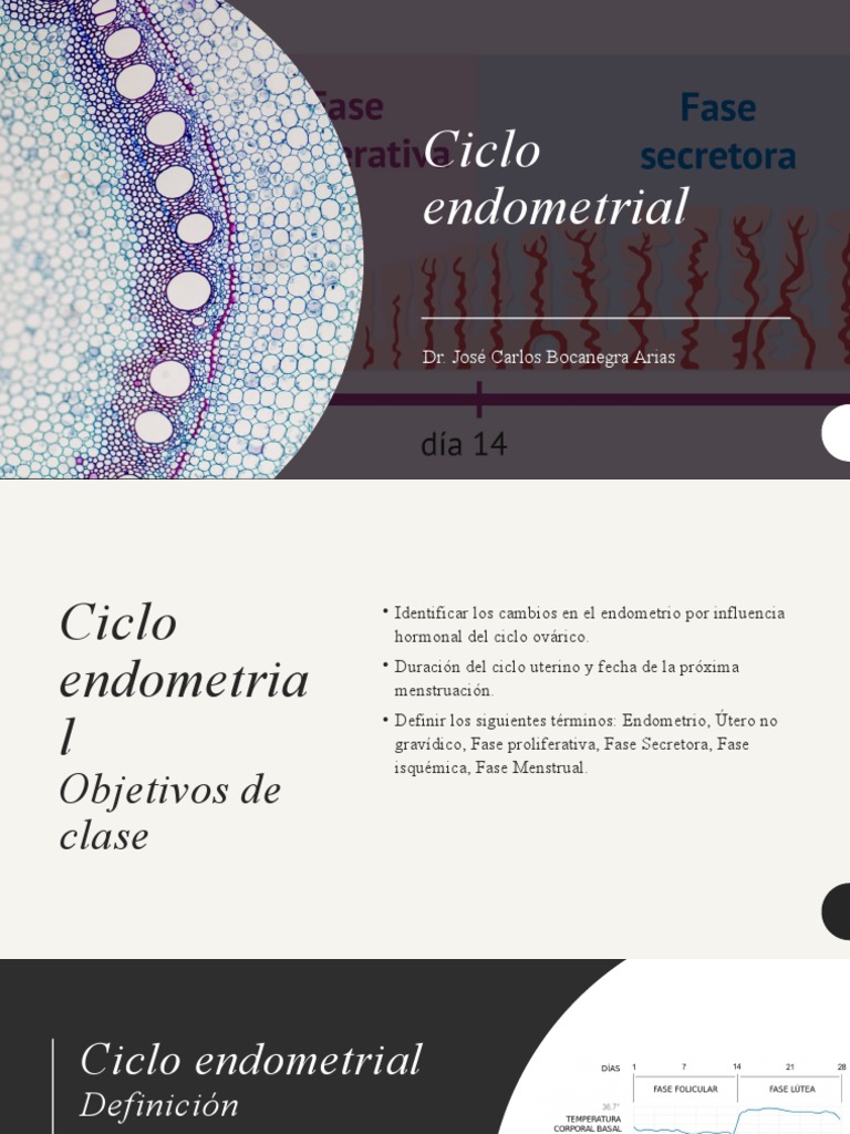 Ciclo Endometrial | PDF | Ciclo menstrual | Anatomía