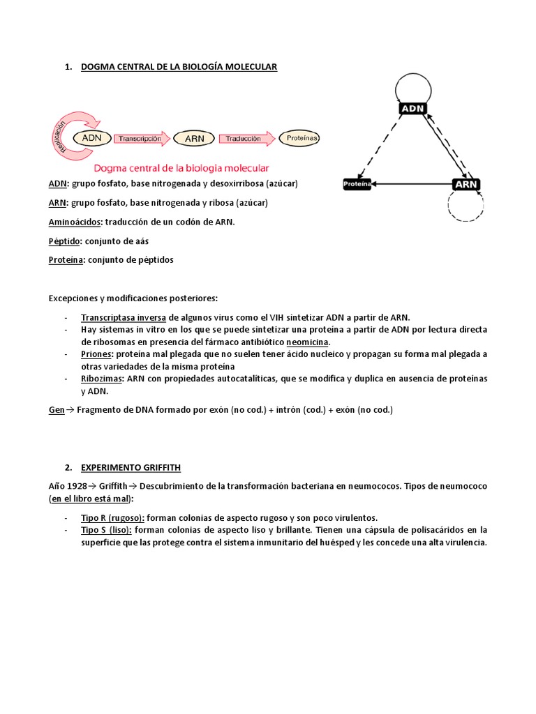 Experimentos de Griffith y Avery en genética | PDF | Adn ...