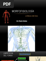 Conducto Torácico: Anatomía y Función | PDF | Tórax | Sistema linfático