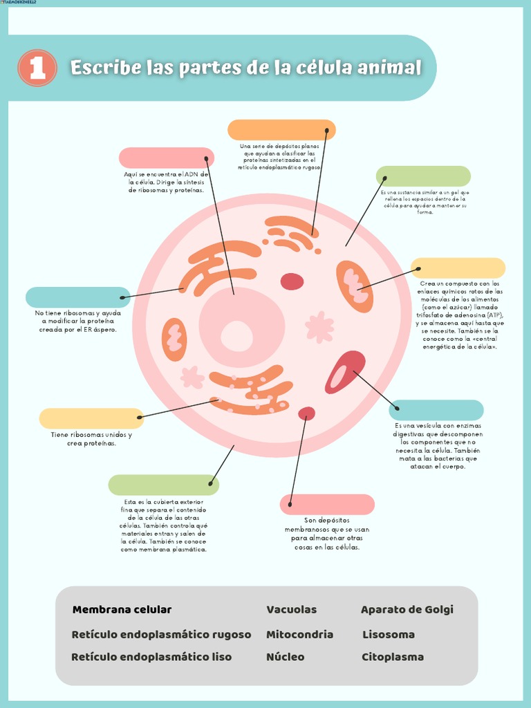 La Célula Animal y Sus Partes | PDF | Citoplasma | Ribosoma
