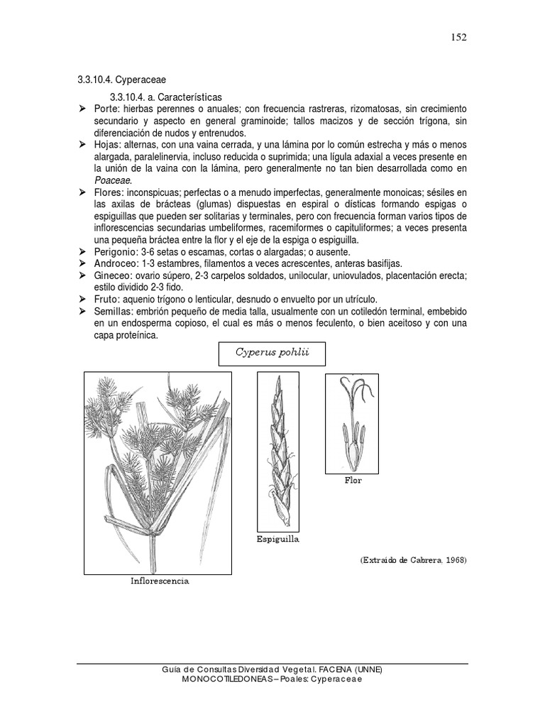 4 Cyperaceae | PDF | Organismos | Reproducción de plantas