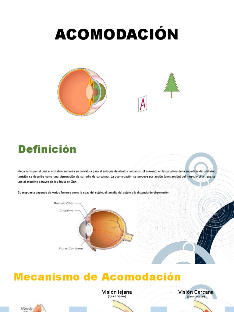 ACOMODACIÓN | PDF | Ojo humano | Músculo esquelético