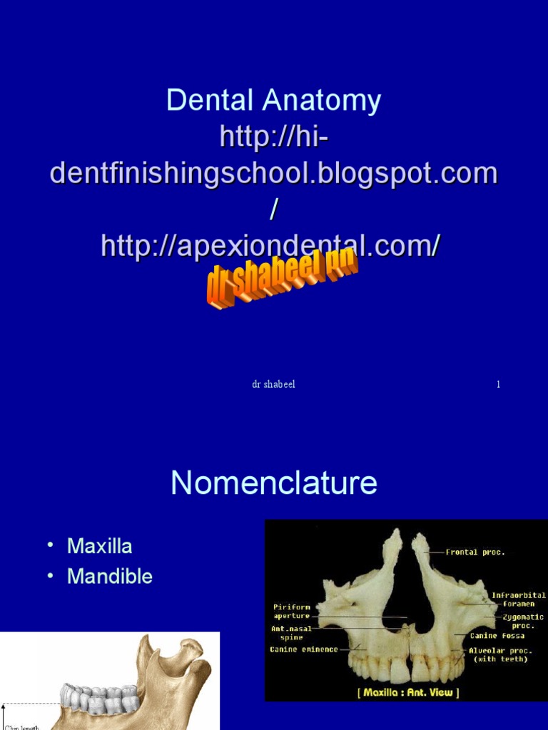 Dental Anatomy | PDF | Dental Anatomy | Tooth