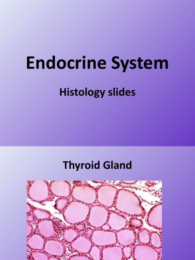 Endocrine System Histology Slides | PDF | Science & Mathematics
