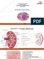 Obstrucción y Estasis Urinaria | PDF | Vejiga urinaria | Urología
