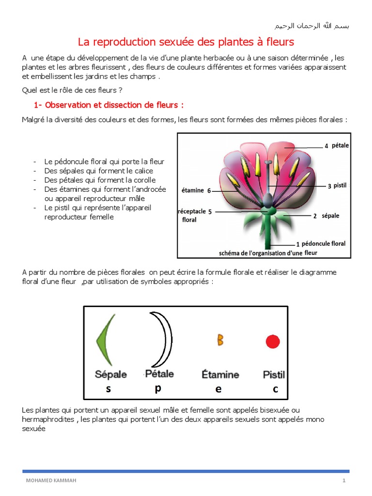 Diagramme De Reproduction Des Plantes Reproduction Végétative