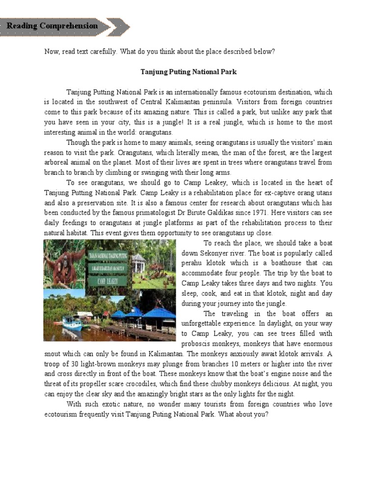 Ecotourism at Tanjung Puting National Park | PDF | Orangutan
