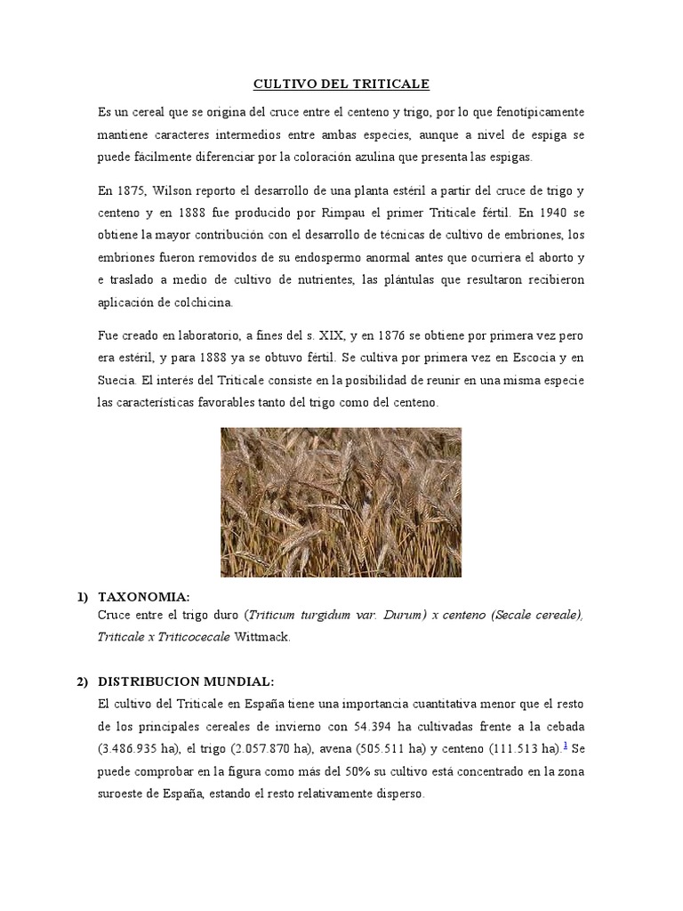 Cultivo Del Triticale | PDF | Centeno | Agricultura