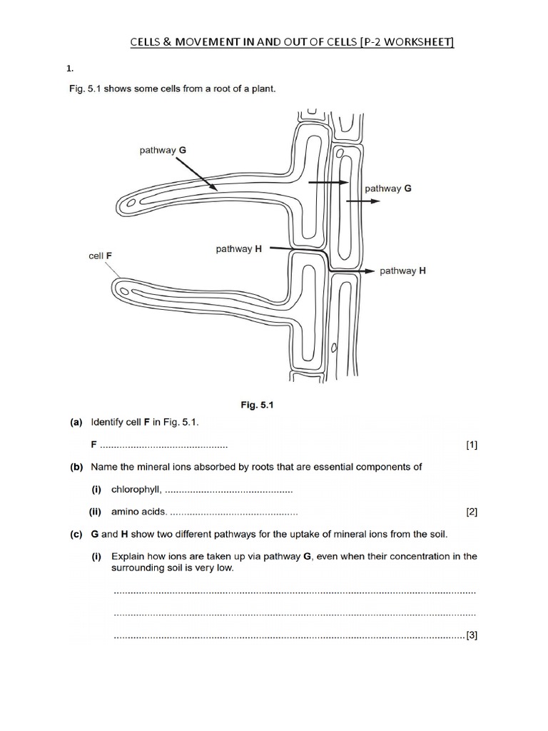 P2Worksheet, Cells, Diffusion and Osmosis | PDF | Art | Computers
