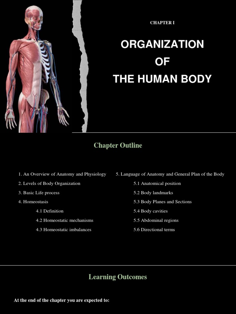 Human Body Organization and Homeostasis | PDF | Human Anatomy | Abdomen