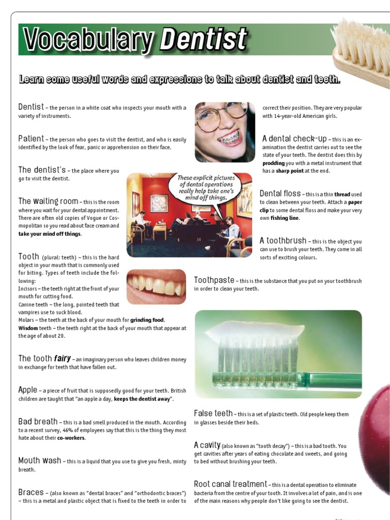 Dentist Vocabulary | PDF | Human Tooth | Tooth