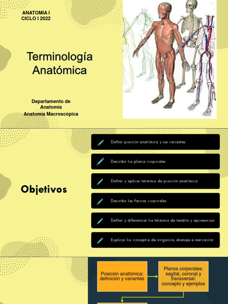 Clase 1 Terminología Anatomica 2022 | PDF | Sistema circulatorio ...