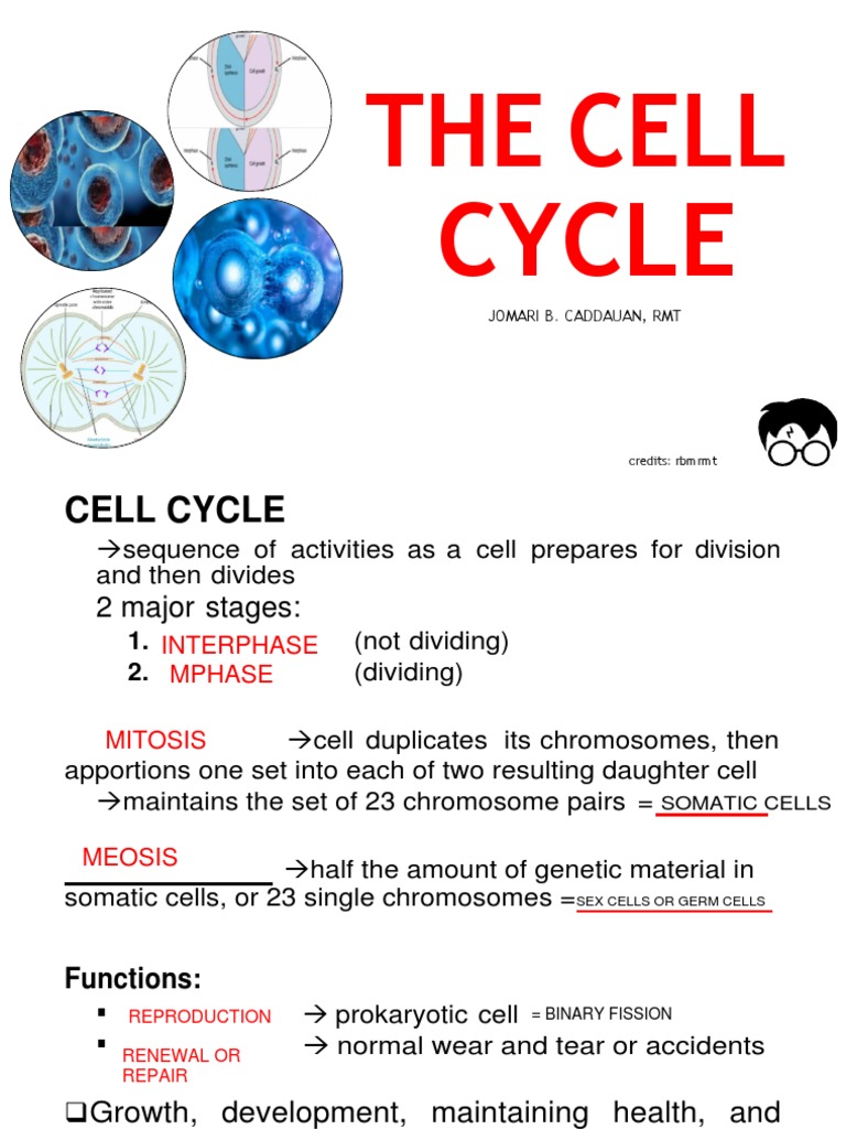 Cyto EXONotes 3 The Cell Cycle FIXED | PDF | Meiosis | Mitosis