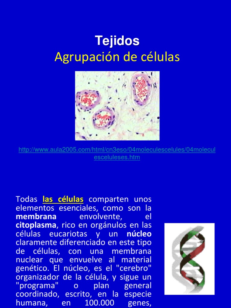 06 Tejidos Aparatos y Sistemas | PDF | Epitelio | Músculo esquelético 06 Tejidos Aparatos y Sistemas | PDF | Epitelio | Músculo esquelético