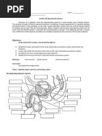 Reproductive System Chapter 16 Key Answer | PDF