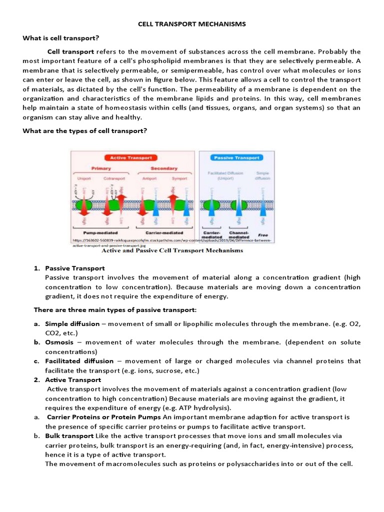 Cell Transport Mechanisms | Download Free PDF | Osmosis | Cell Membrane