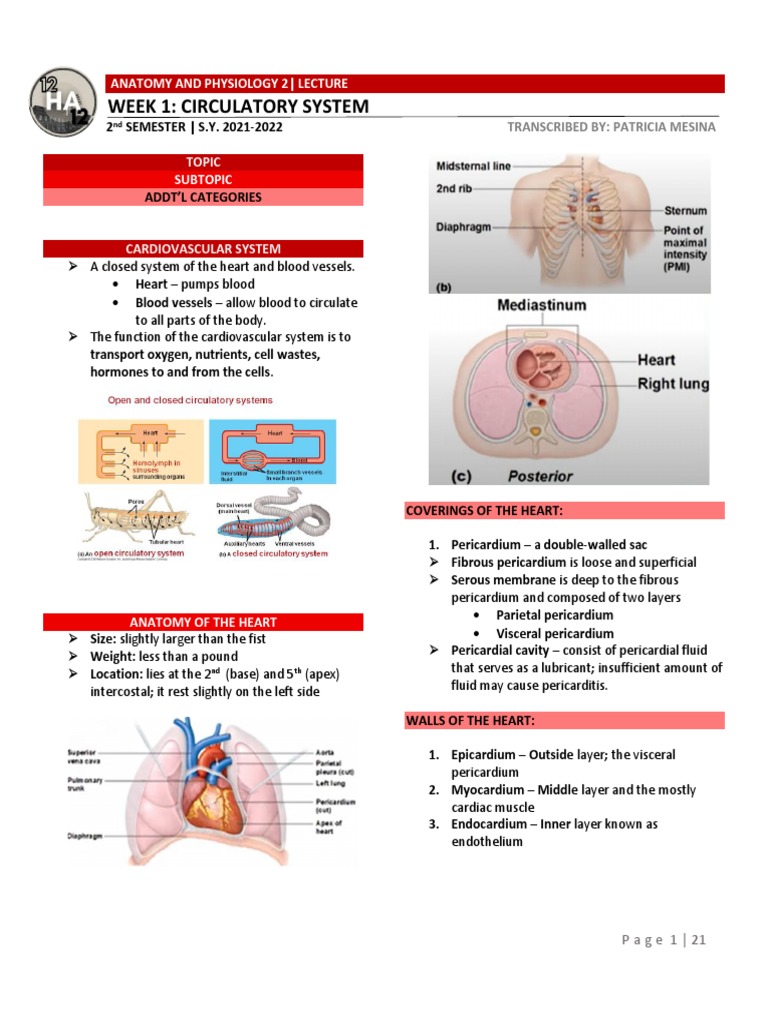 Circulatory System Anatomy Overview | PDF | Heart | Heart Valve