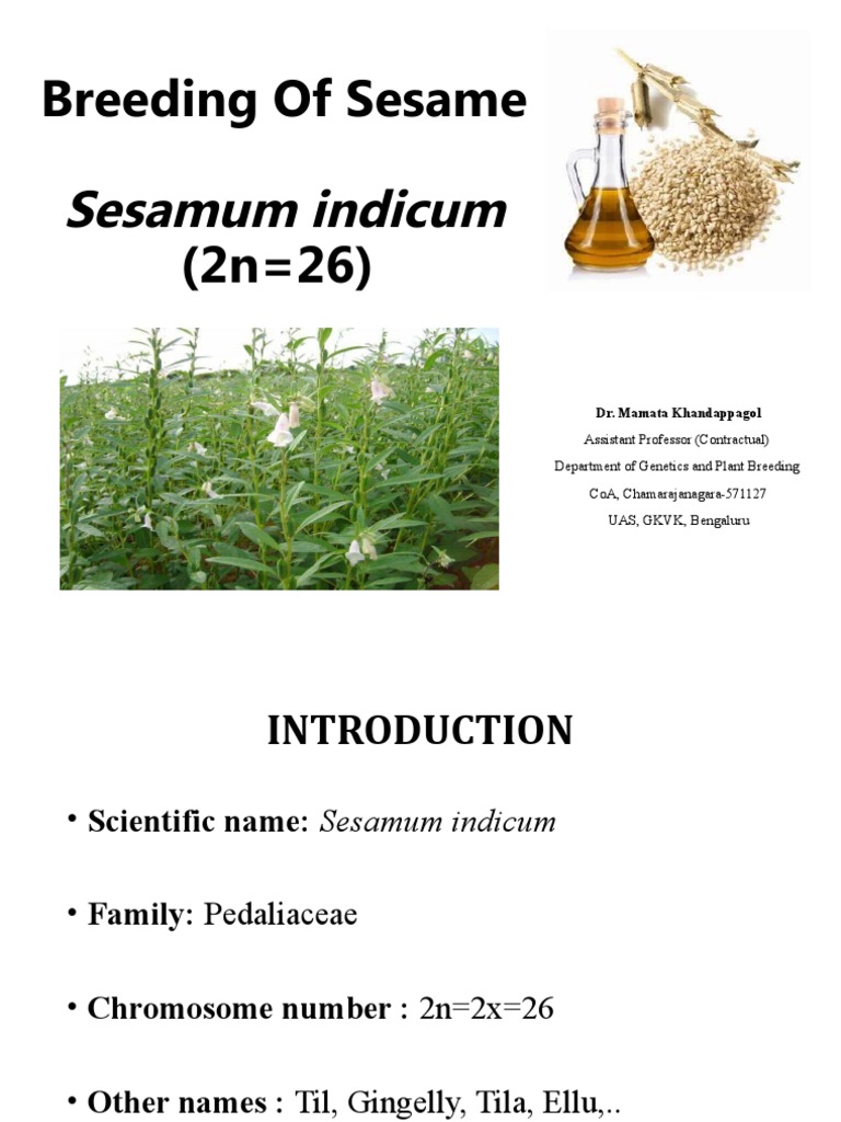 Breeding of Sesame (2n 26) : Sesamum Indicum | PDF | Sesame | Plant ...