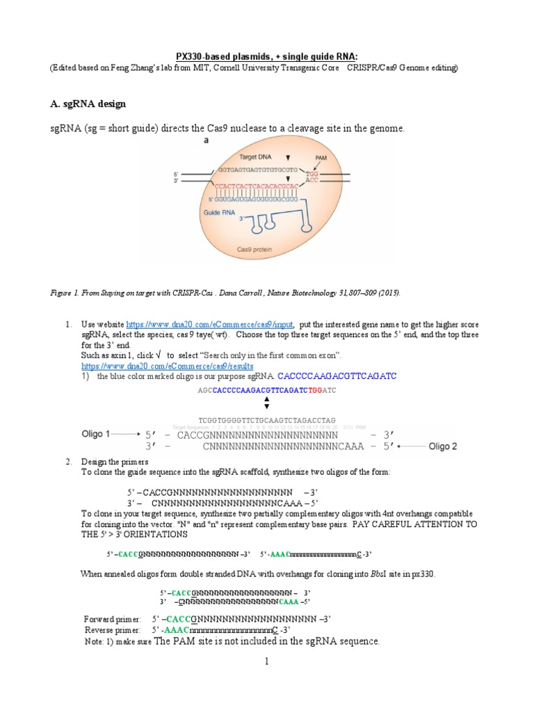 PX330 Cloning Protocol | PDF | Dna Ligase | Crispr