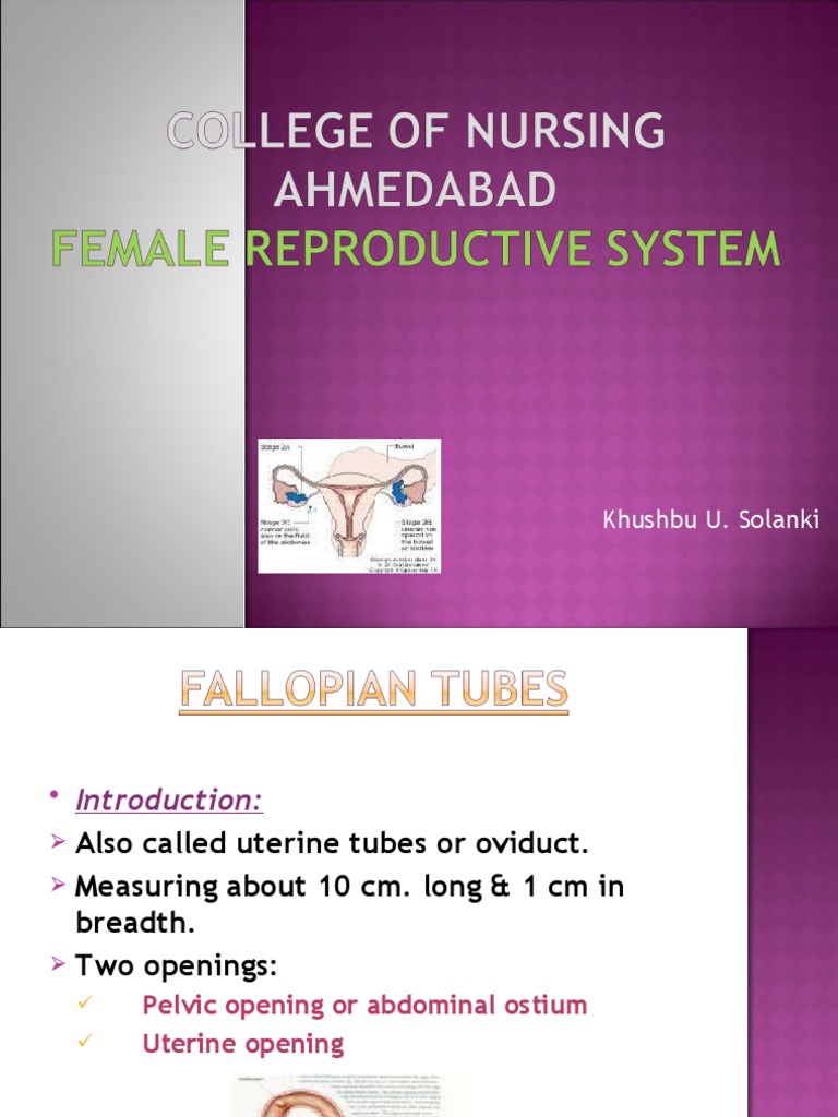 Anatomy of the Fallopian Tubes and Ovaries: A Comprehensive Overview of ...