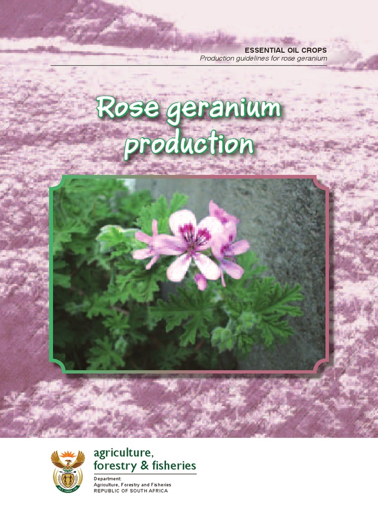 Geranij Proizvodnja Brosura | PDF | Soil | Pest (Organism)