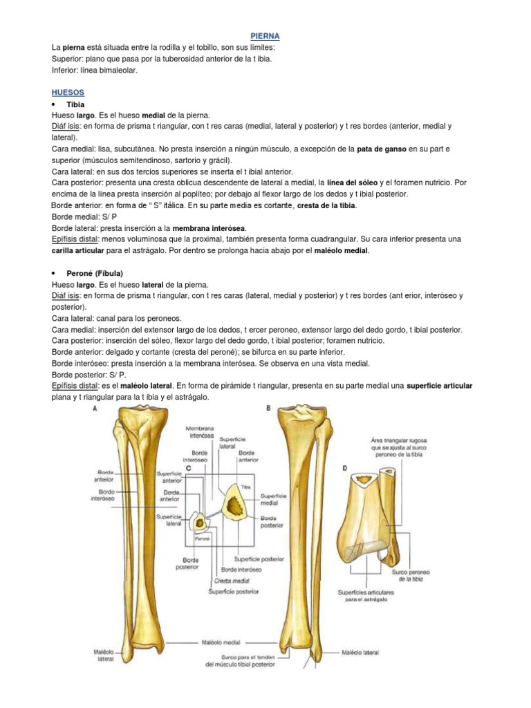 Anatomía de la Pierna: Huesos y Músculos | PDF | Dedo del pie | Tobillo