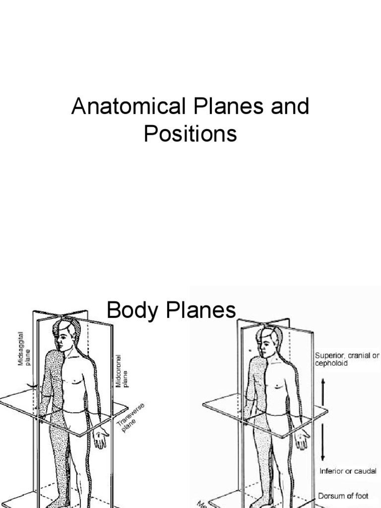 Anatomical Planes and Body Positions | PDF | Anatomical Terms Of Motion ...