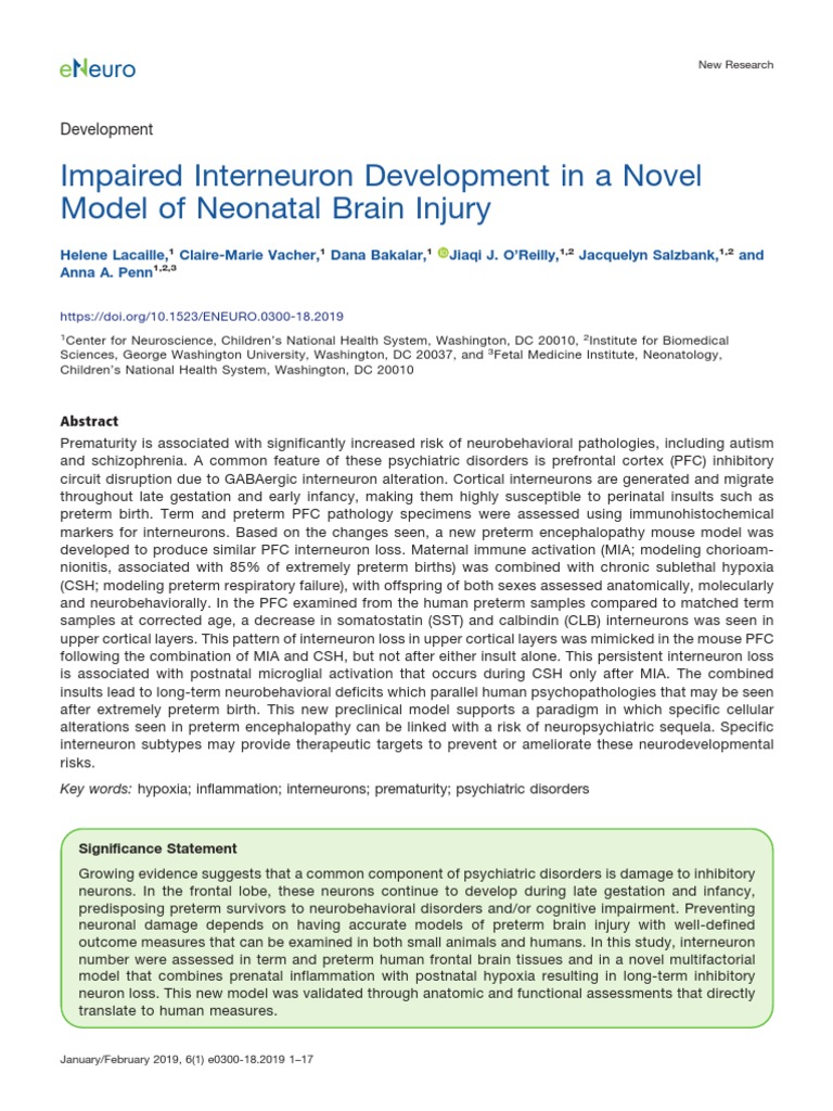 Impaired Interneuron Development in A Novel Model of Neonatal Brain ...