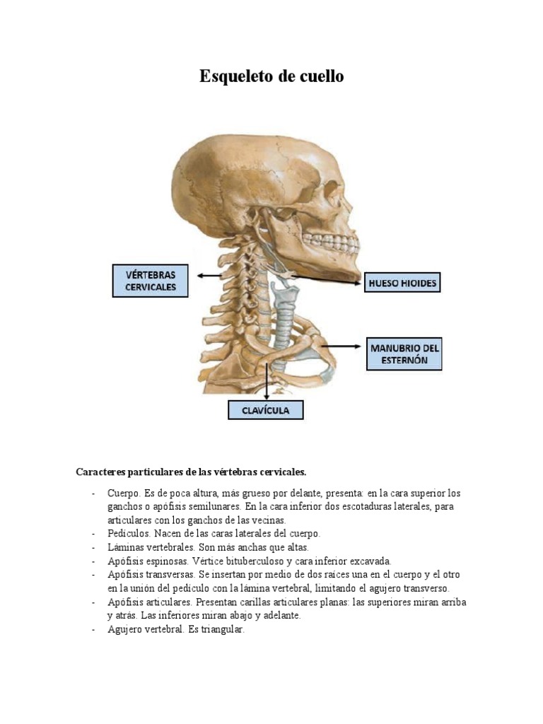 Esqueleto de Cuello | PDF | Sistema musculoesquelético | Sistema ...