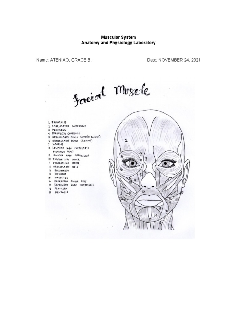 Parts of The Muscular System | PDF