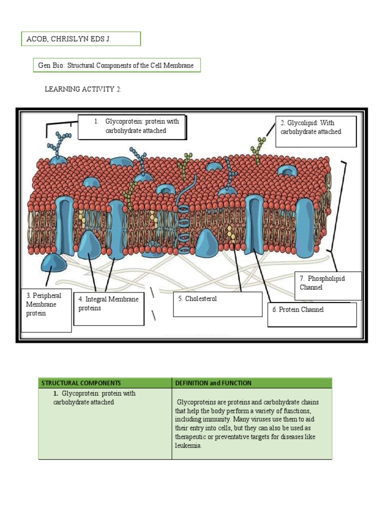 Gen Bio Module 7 | PDF | Cell Membrane | Cell (Biology)
