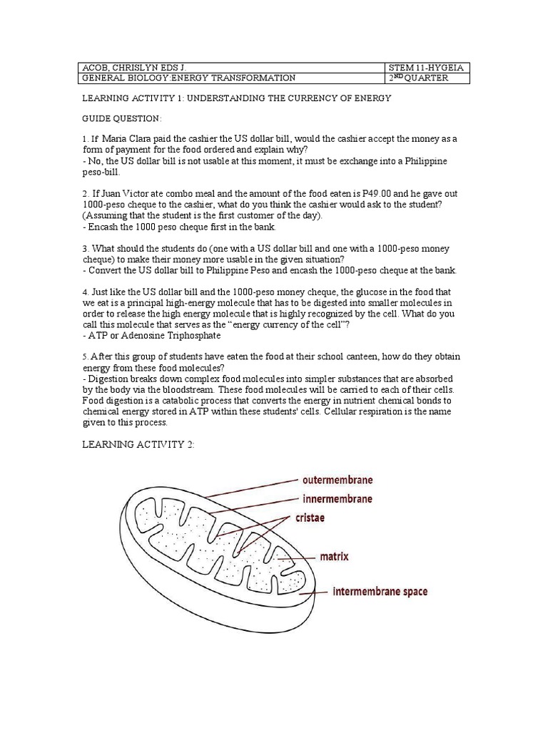 Gen Bio - Energy Transformation - 2nd Quarter | PDF | Adenosine ...