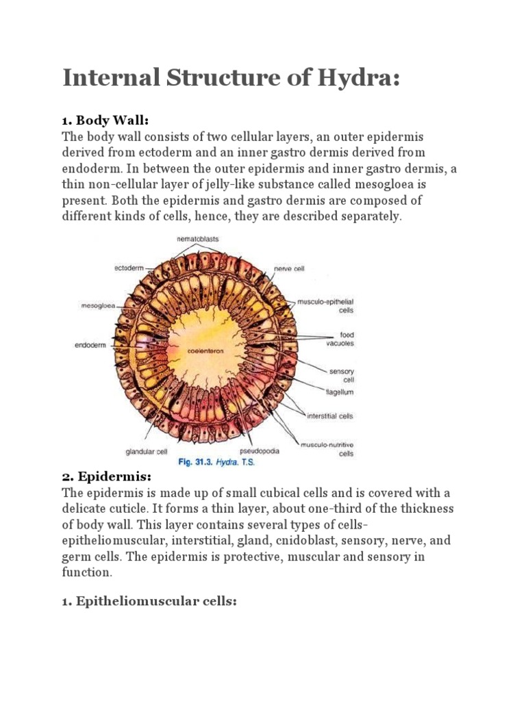 Internal Structure of Hydra:: 1. Body Wall | PDF | Epithelium | Digestion