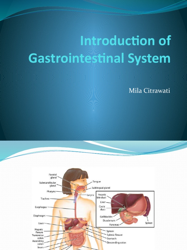 Gastroileal Reflex in Gastrointestinal System | PDF | Zoology | Stomach