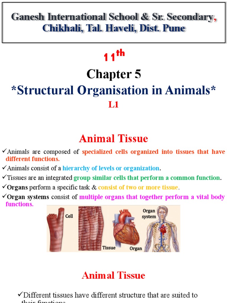 Structural Organisation in Animals | PDF | Epithelium | Connective Tissue