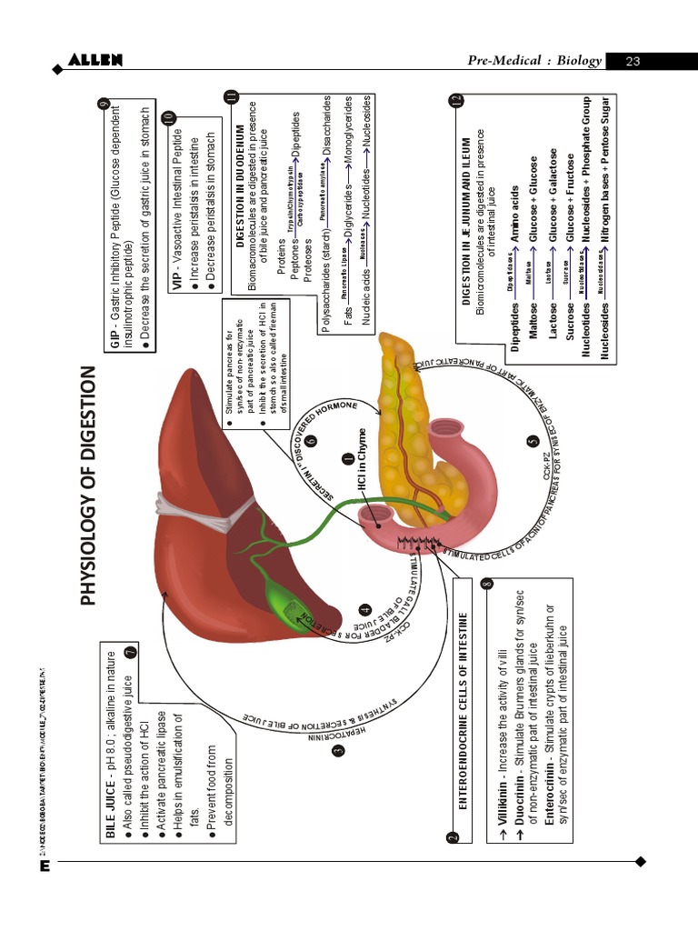 Allen: Pre-Medical: Biology | PDF | Digestion | Pancreas